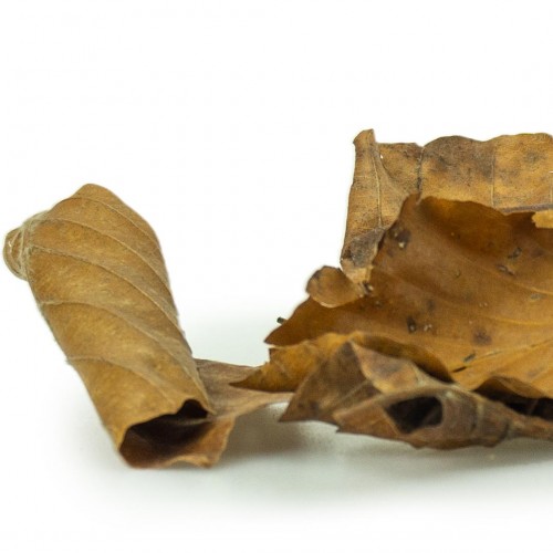 Discovery Leaves for Reptiles