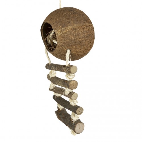 Coconut with Ladder