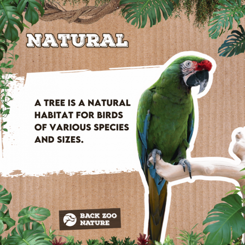 Java Tree Premium + Plateau M