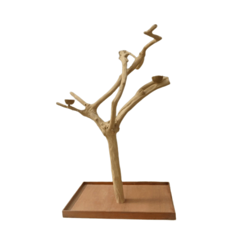 Java TREE Premium + Plateau XXL