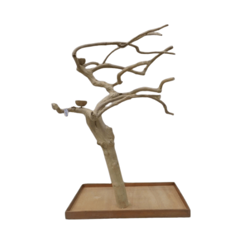 Java TREE Premium + Plateau GIANT